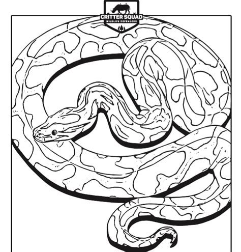 Burmese Python Coloring Page At Free Printable