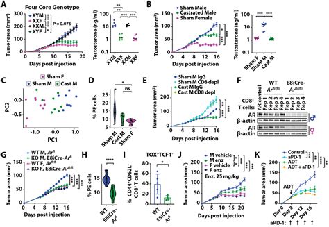 Androgen Conspires With The Cd8 T Cell Exhaustion Program And