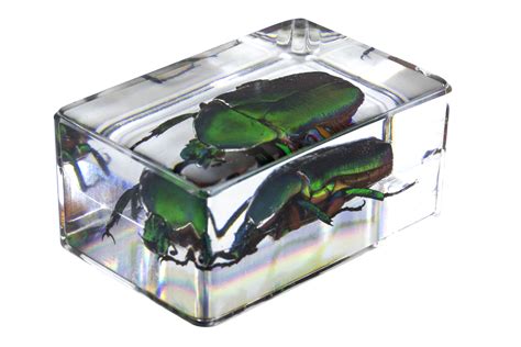 3d Bug Specimen Kit 5 Celestron