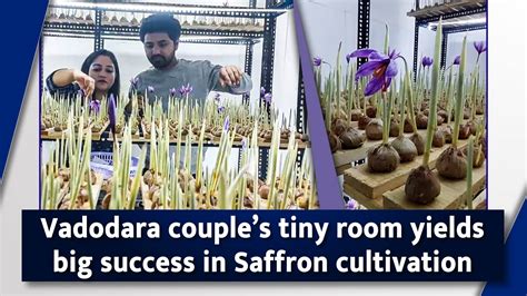 Vadodara Couple`s Tiny Room Yields Big Success In Saffron Cultivation