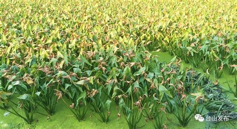 茨菇种植 家庭水培菇 菇植物 大山谷图库