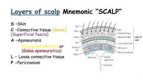 Layers Of Scalp Anatomy