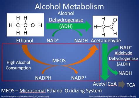 Alcohol Metabolism Diagram Quizlet