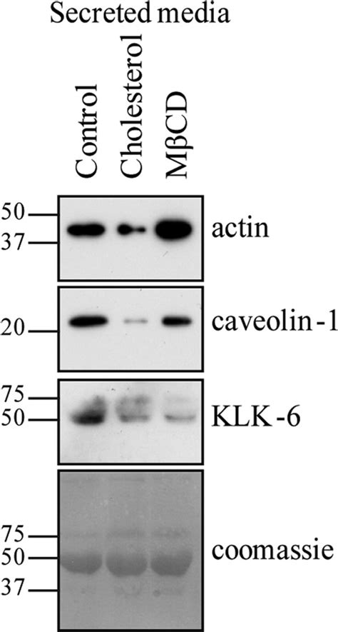 Cholesterol Dynamics Modulates Secretion The Secretome Was Isolated Download Scientific