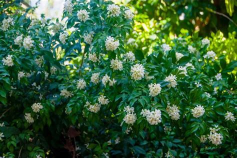 Trees That Start With O Comprehensive Tree Guide