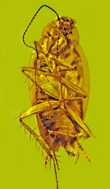 Fossilised Cockroach Sperm Preserved In 30000000 Year Old Amber Tech News Metro News