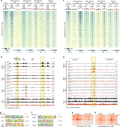 Tcf 1 Promotes Nipbl Recruitment To Active Enhancers To Reconstruct