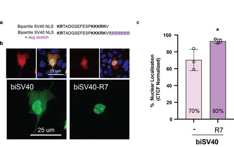 Figure S1 Poly R7 Synergizes Bipartite Sv40 Nls Activity In Vitro A Download Scientific