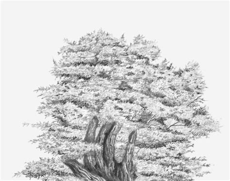 Christian Tree Of Life Art