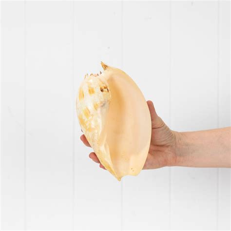 Baler Shell 6029 Coastal Vintage Baler Shell 6029 Coastal Vintage