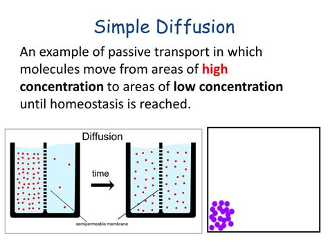 Ppt Cell Transport Review Powerpoint Presentation Free Download Id