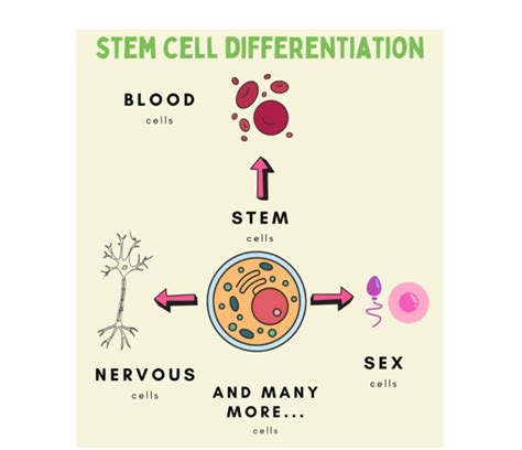 Stem Cell Differentiation Download Scientific Diagram