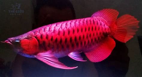 Cá Rồng: Nguồn Gốc, Đặc Điểm, Cách Nuôi Và Giá Thành - Thế Giới Động ...