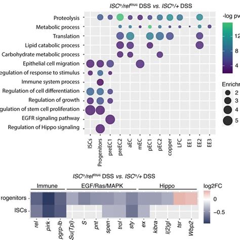 Isc Specific Nf B Alters Hippo And Egf Ras Pathway Expression In Download Scientific Diagram