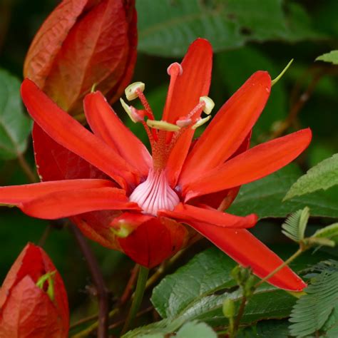 Scarlet Passion Flower Passiflora Coccinea Plant Care And How To Grow