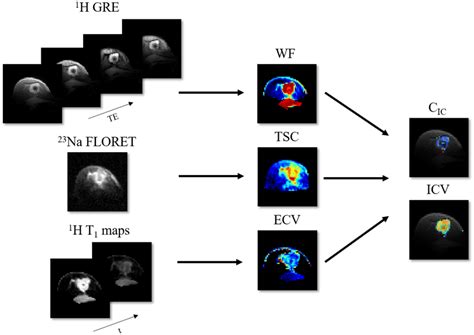 Quantification Pipeline A Combination Of Download Scientific Diagram