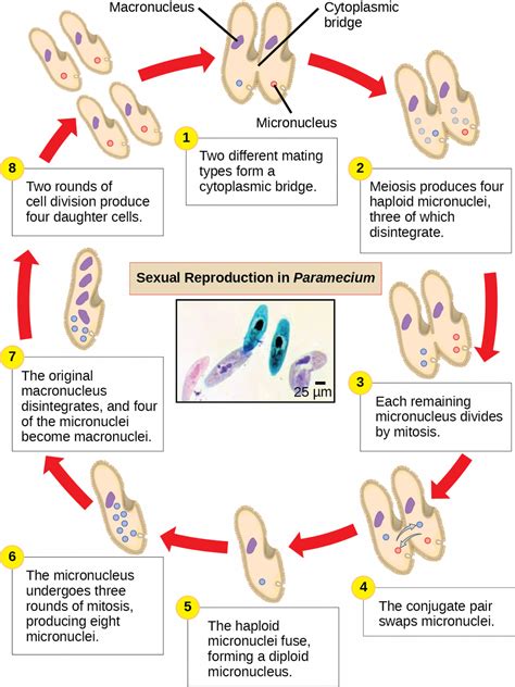 5 4 Groups Of Protists Biology Part Ii