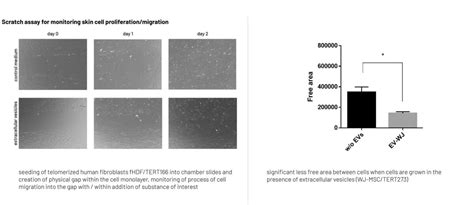 Scratch Assay For Monitoring Skin Cell Proliferation Migration Evercyte Forever Is Just Enough