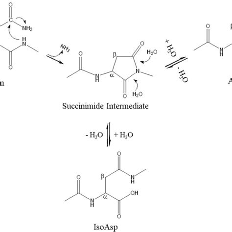 Deamidation Of Asparaginyl Asn And Isomerization Of Aspartyl Asp