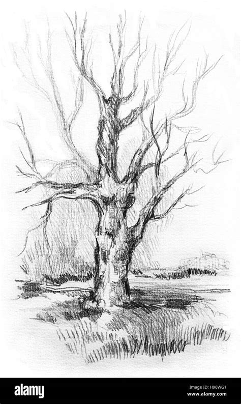 Dry Tree Without Leaves With Sketch Grass Stock Photo Alamy