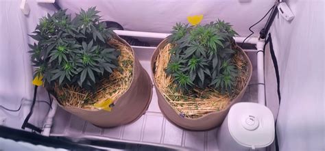 Smart Soil Moisture Sensor 1M Wire Eco Friendly Monitoring Tool BuildASoil