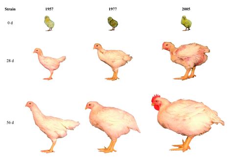 Growth Efficiency And Yield Of Commercial Broilers From 1957 1978
