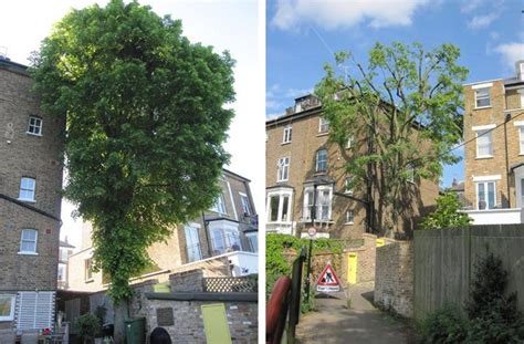Tree Pruning The Natural Look By LG Trees