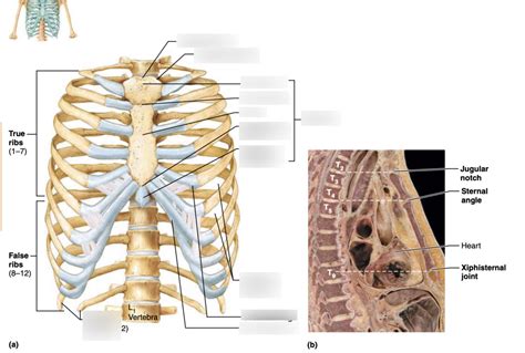 Xiphisternal Joint