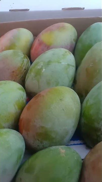 مانجو كيت مصريegyptian Mango Kit Youtube