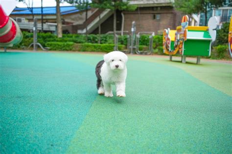 올드잉글리쉬쉽독분양 골든리트리버분양 사모예드분양 라브라도리트리버분양 도베르만분양
