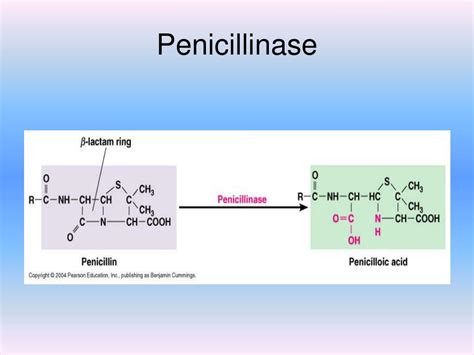 Ppt Antibiotics Powerpoint Presentation Free Download Id5404062