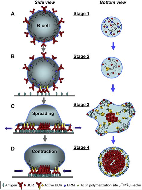 Figure 1 From The Pivotal Position Of The Actin Cytoskeleton In The Initiation And Regulation Of