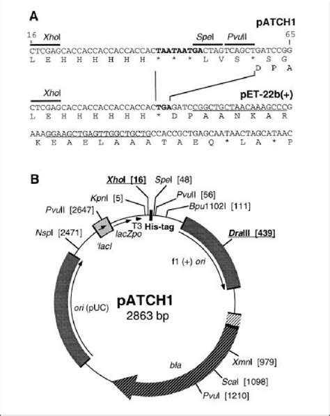 Structural Features Of The Patch1 Plasmid A Relevant Nucleotide And Structural Features Of The Patch1 Plasmid A Relevant Nucleotide And