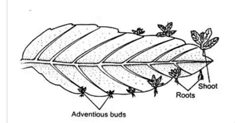 How To Draw Bryophyllum Leaf