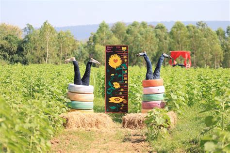 ชมแปลงดอกคอสมอส พร้อมรับทุ่งทานตะวัน เทศบาลวังทอง 26 ธ ค นี้ Phitsanulok Hotnews