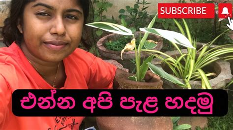 ගෙදර විසි කරන බඩු වල පැළ හදමුද 🌱ගෙවත්ත ලස්සන කරමුද 🌼🌺🌹srilanka Sinhala Vlog Srilanka🇱🇰