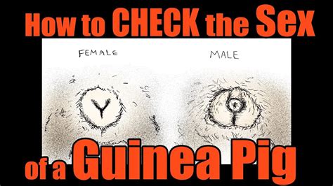How To Tell If A Female Guinea Pig Is In Heat At Phillip Dorsey Blog