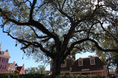 The Top Disney Trees The Top Disney Trees