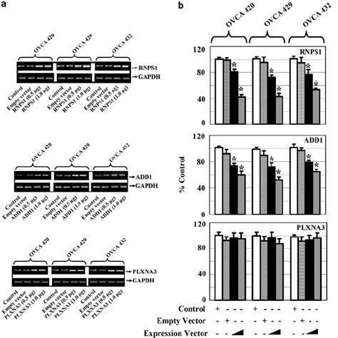 Effect Of Human Rna Binding Protein Rnps1 Erythrocyte Adducin A Download Scientific