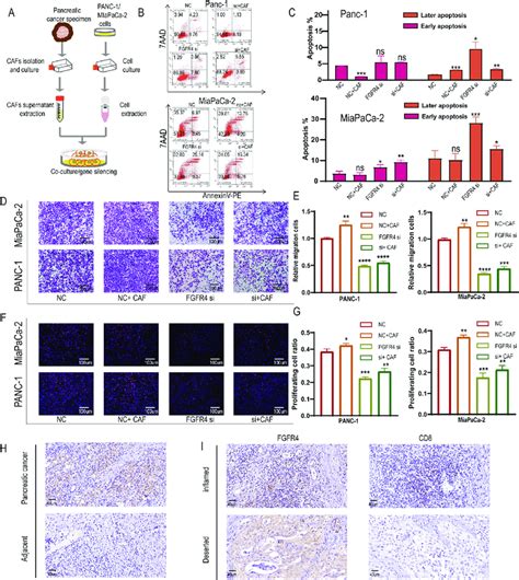 Fgfr4 Is Associated With Immunity And Regulates Crosstalk Between Download Scientific Diagram