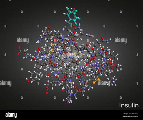 Human Insulin Molecule It Is Peptide Hormone Produced By Beta Cells