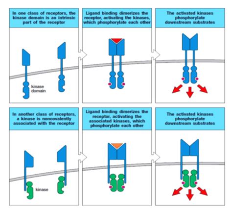 Lecture Signaling NOT DONE Missing Pathways Flashcards Quizlet