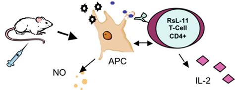 Antigen Presentation Assays To Investigate Uncharacterized Immunoregulatory Genes Abstract