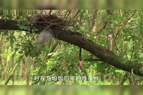 小鸟被蛇吞了，鸟妈妈急的不行，准备和蛇拼命，一场大战即将发生大战妈妈小鸟