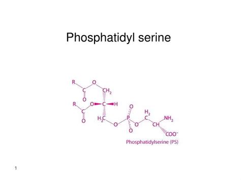 Ppt Phosphatidyl Serine Powerpoint Presentation Free Download Id