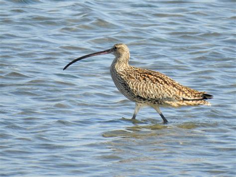 ホウロクシギ 2018 04 22 日本の野鳥識別図鑑