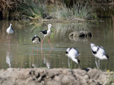 Black Winged Stilts Very Long Legged Wader In The Avocet And Stilt