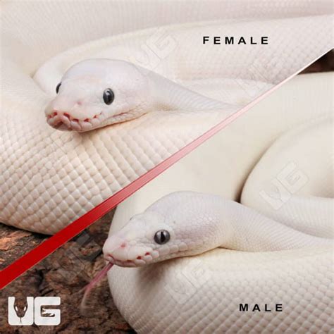 Blue Eye Leucistic Ball Python For Sale Underground Reptiles