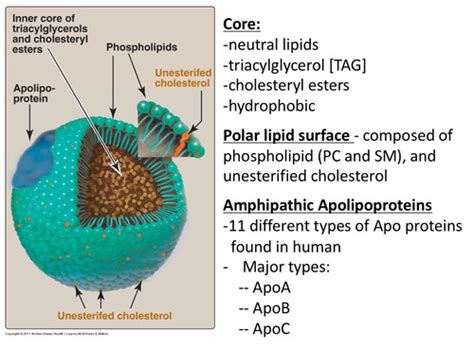 Lipoprotein Metabolism Flashcards Quizlet