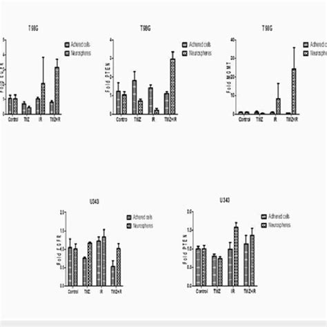 Expression Of The Egfr Pten And Mgmt Genes In The T98g And U343 Cell
